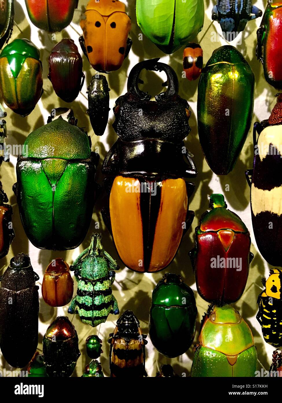 Insect display hi-res stock photography and images - Alamy