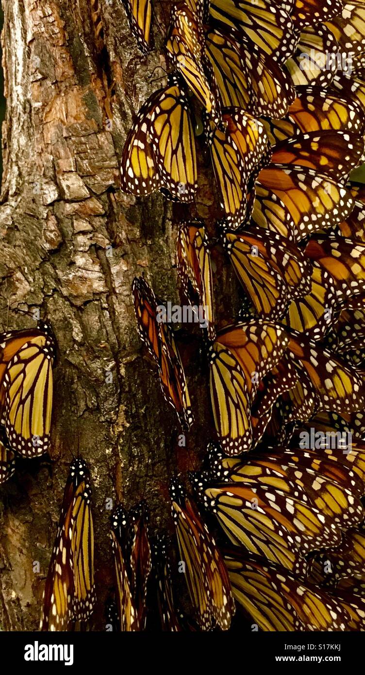 Monarch butterfly display Stock Photo - Alamy