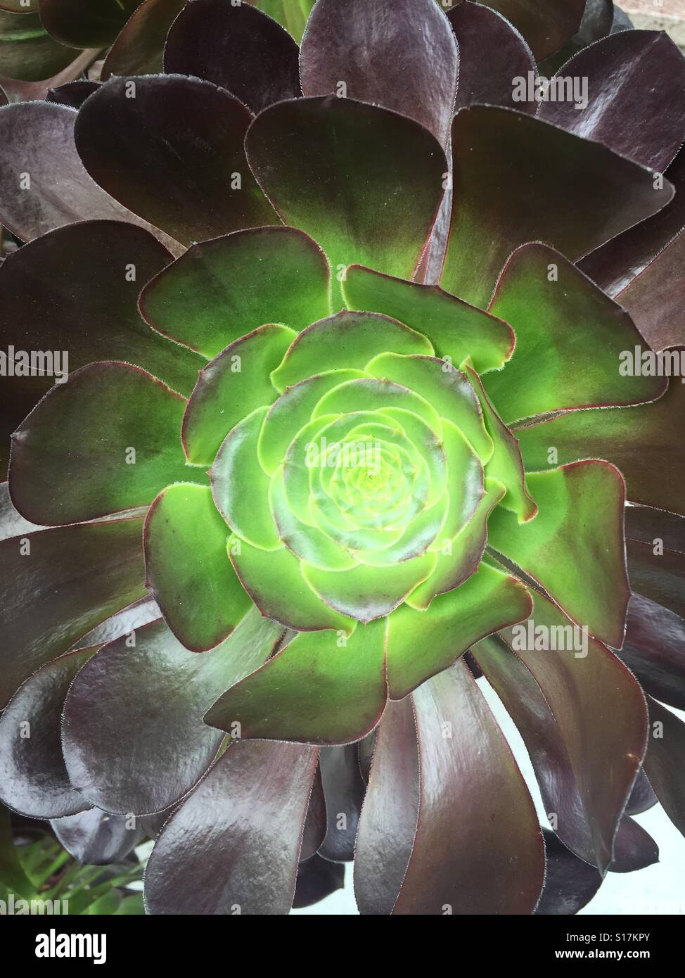 Beautiful green plant Stock Photo - Alamy