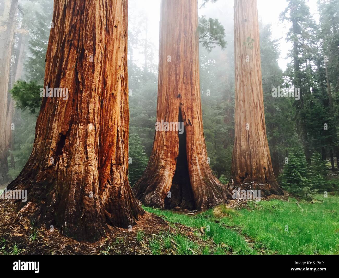 Sequoia trees, national park Stock Photo - Alamy