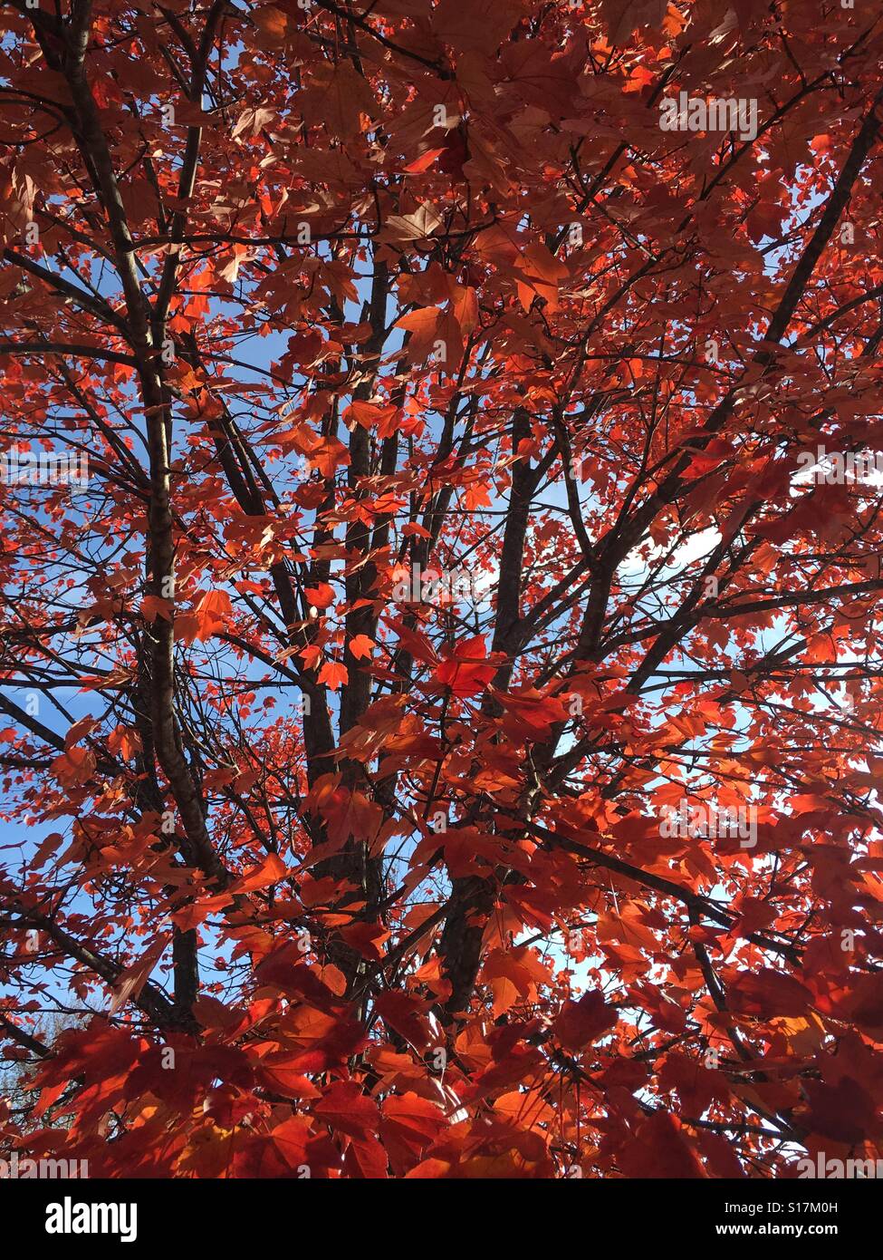 Kelly tree hi-res stock photography and images - Alamy