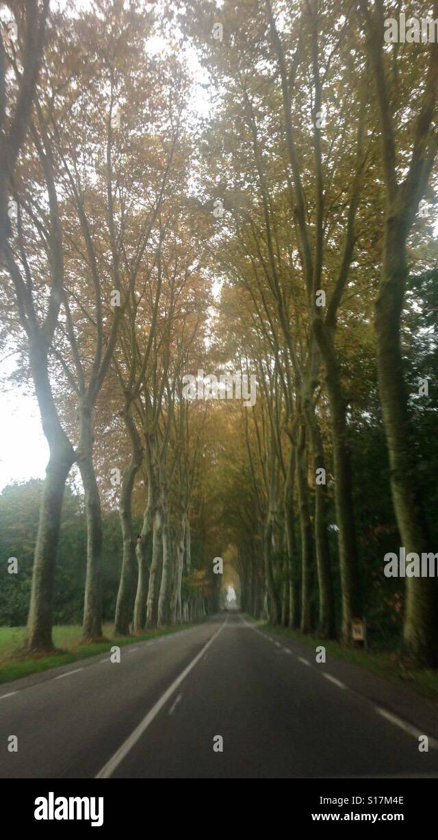 Tall autumnal trees hi-res stock photography and images - Alamy