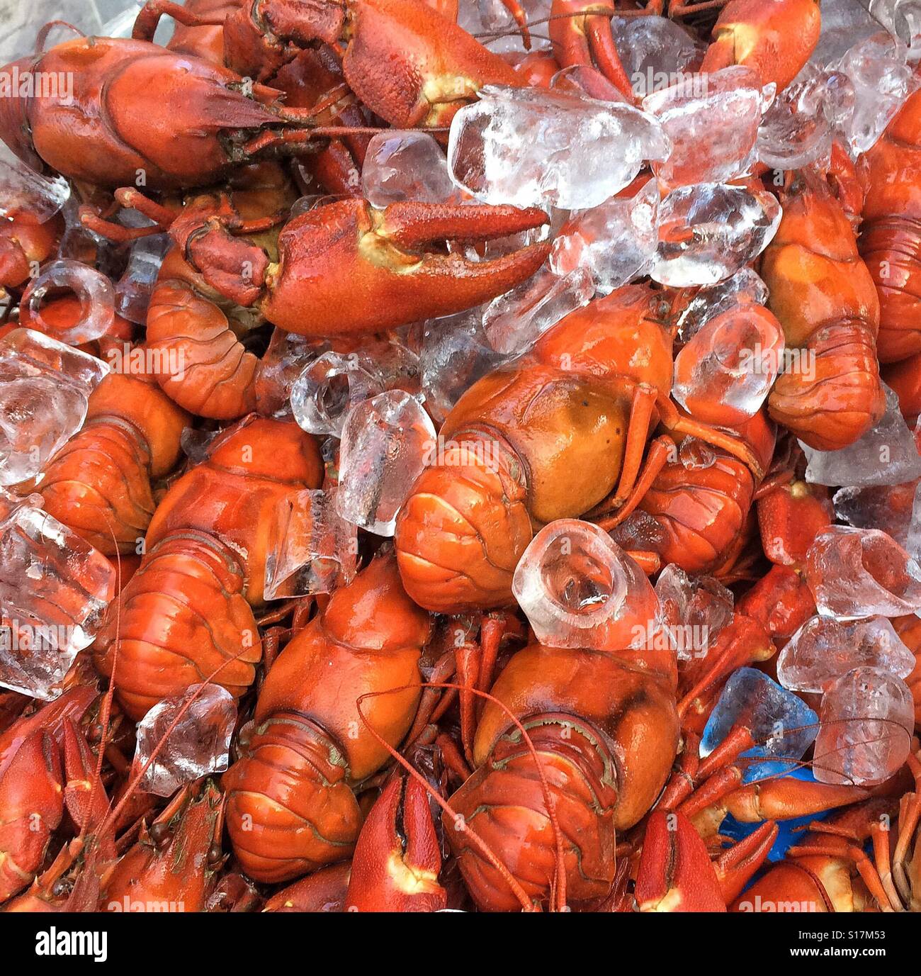 Crayfish sale hi-res stock photography and images - Alamy