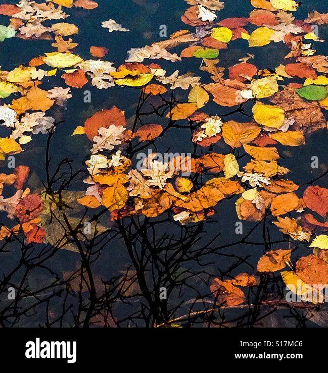 Autumn leaves floating on the water Stock Photo - Alamy