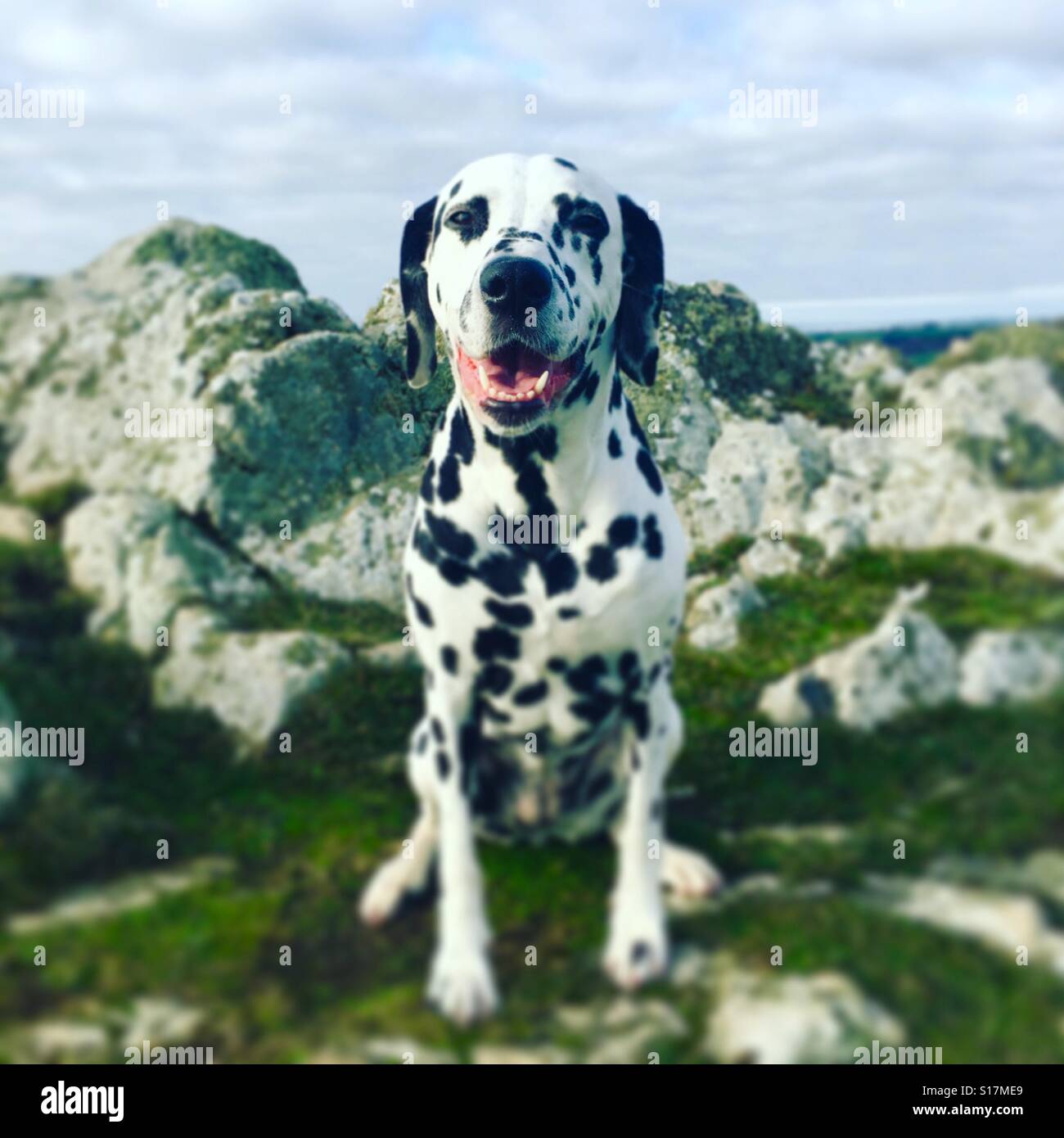 Legged friend hi-res stock photography and images - Alamy