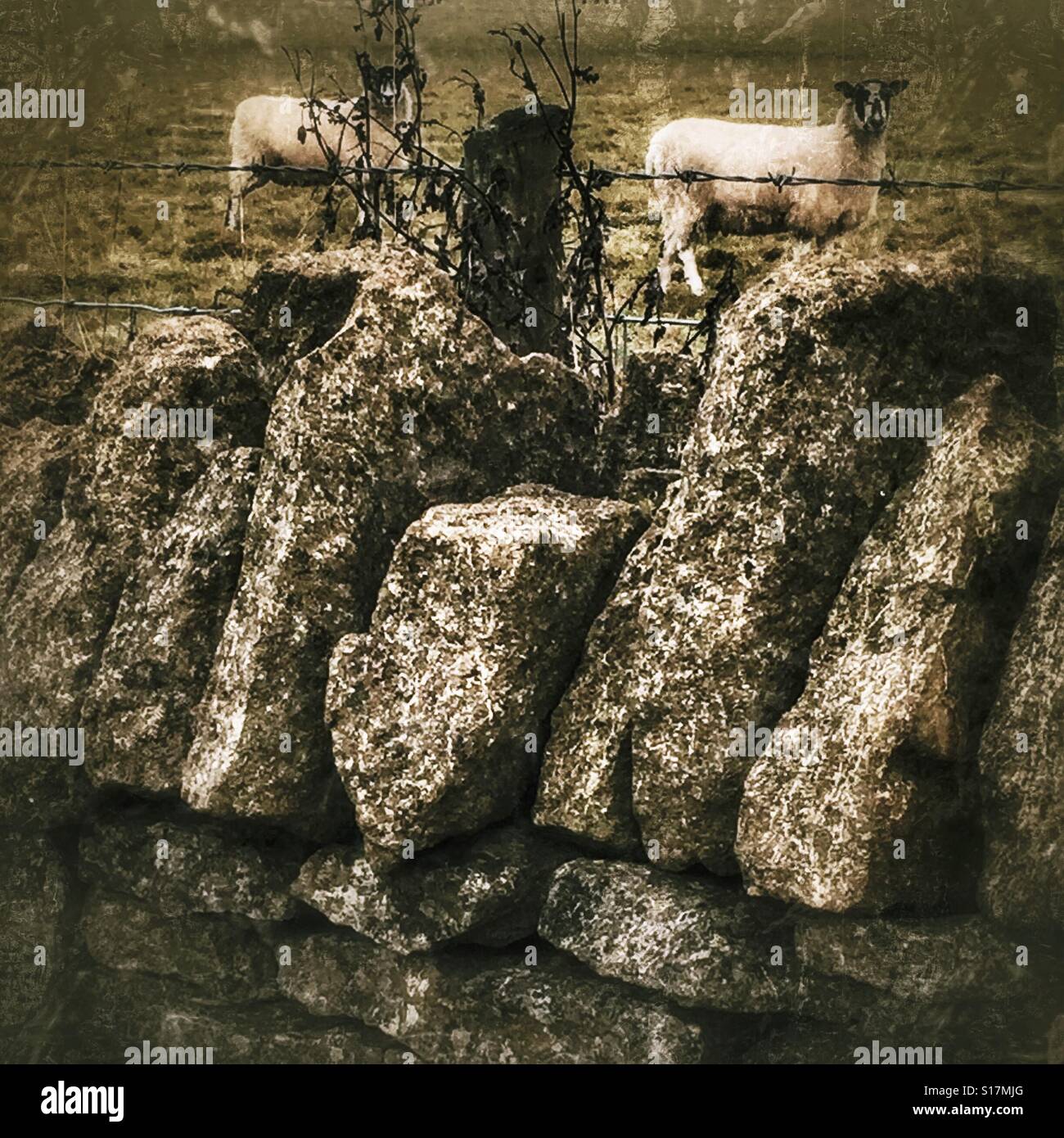 Wall to wall sheep hi-res stock photography and images - Alamy