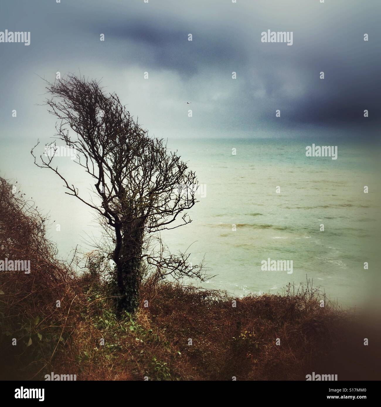 Windswept Tree High Resolution Stock Photography and Images - Alamy