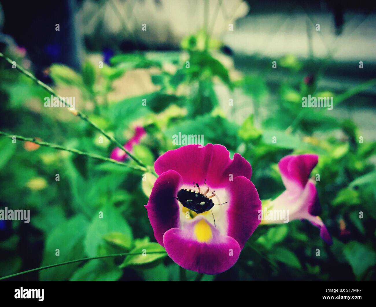 Flower and bug Stock Photo - Alamy