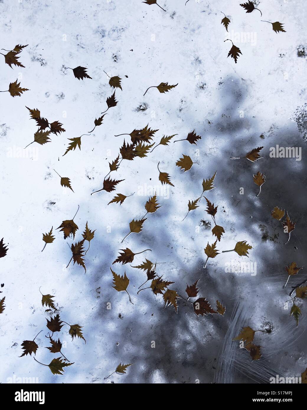Falling the leaves hi-res stock photography and images - Alamy