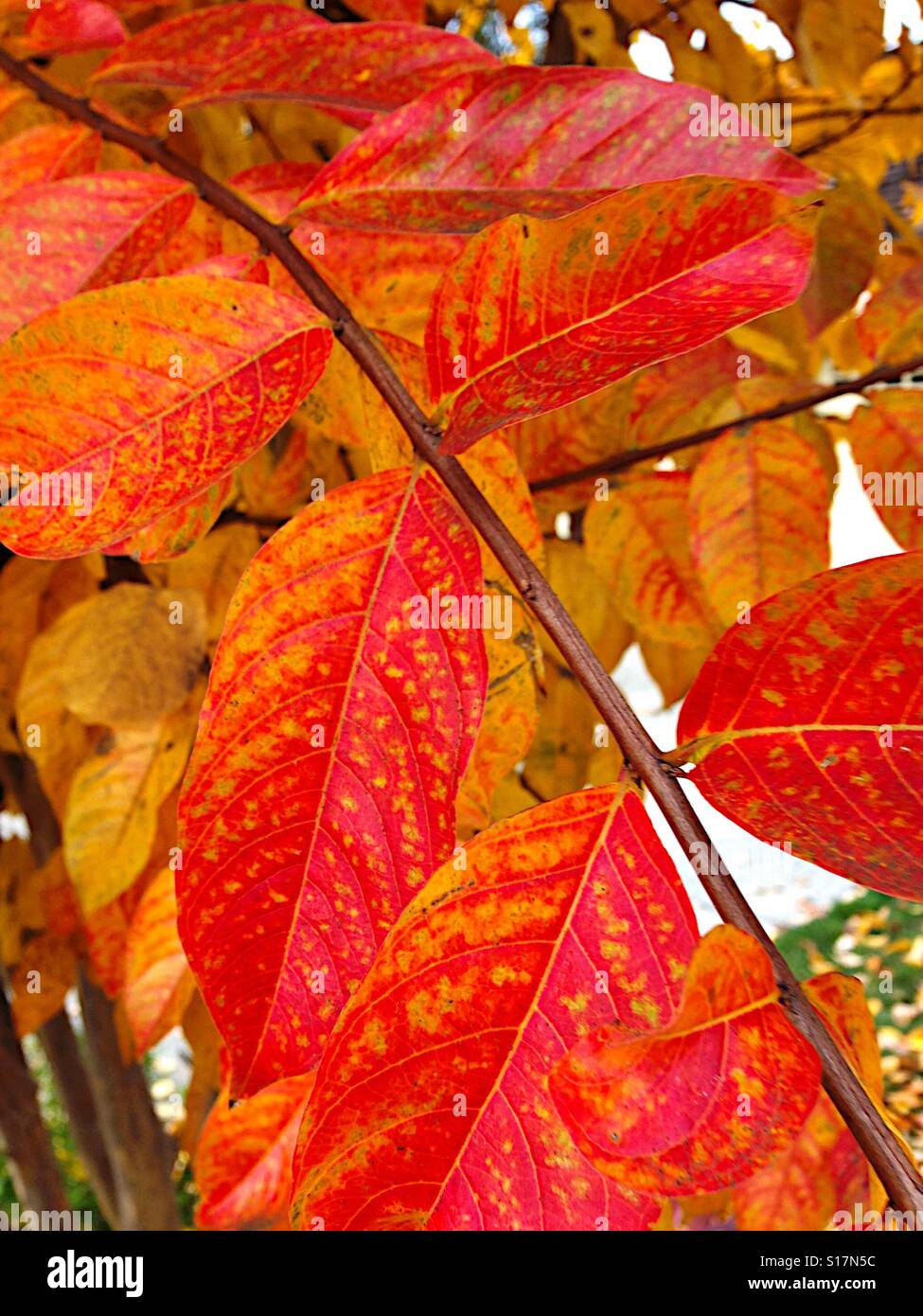 Red yellow colorful hi-res stock photography and images - Alamy