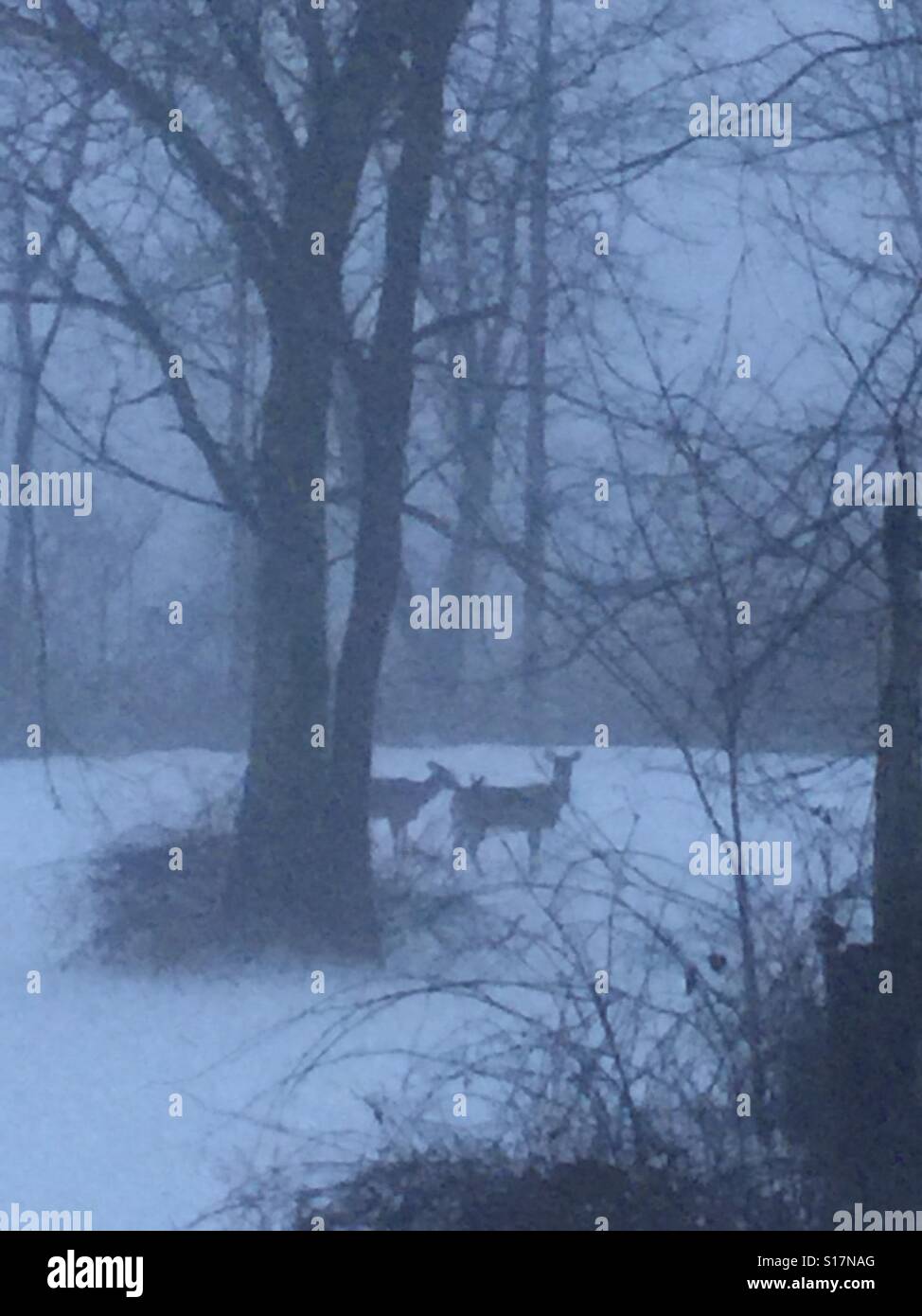 Winter's Quiet Moments Stock Photo - Alamy