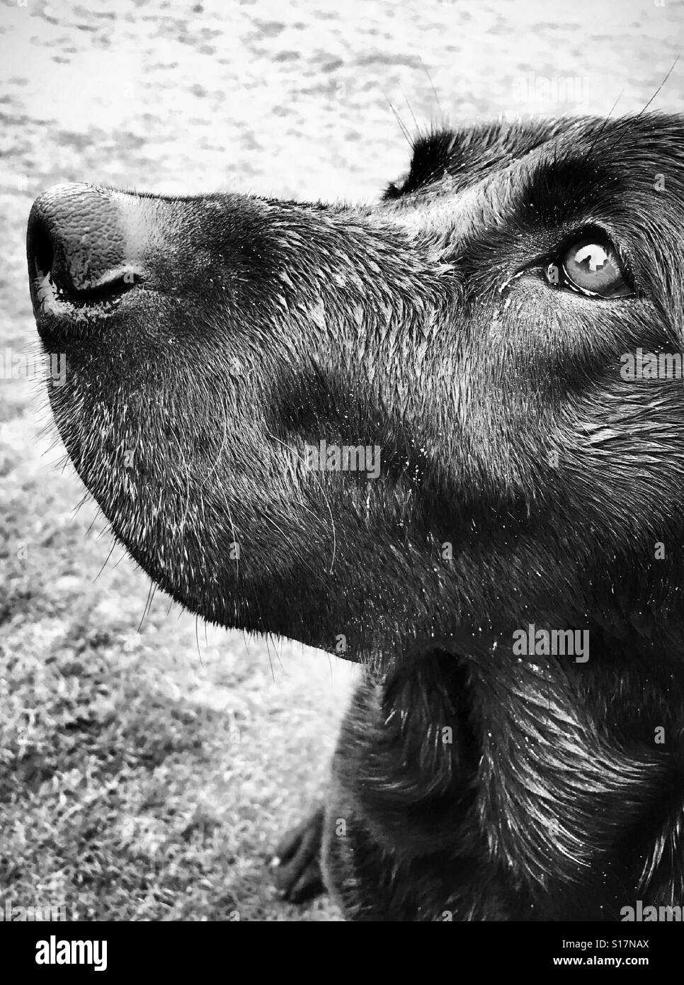 Side profile of black Labrador bw Stock Photo - Alamy