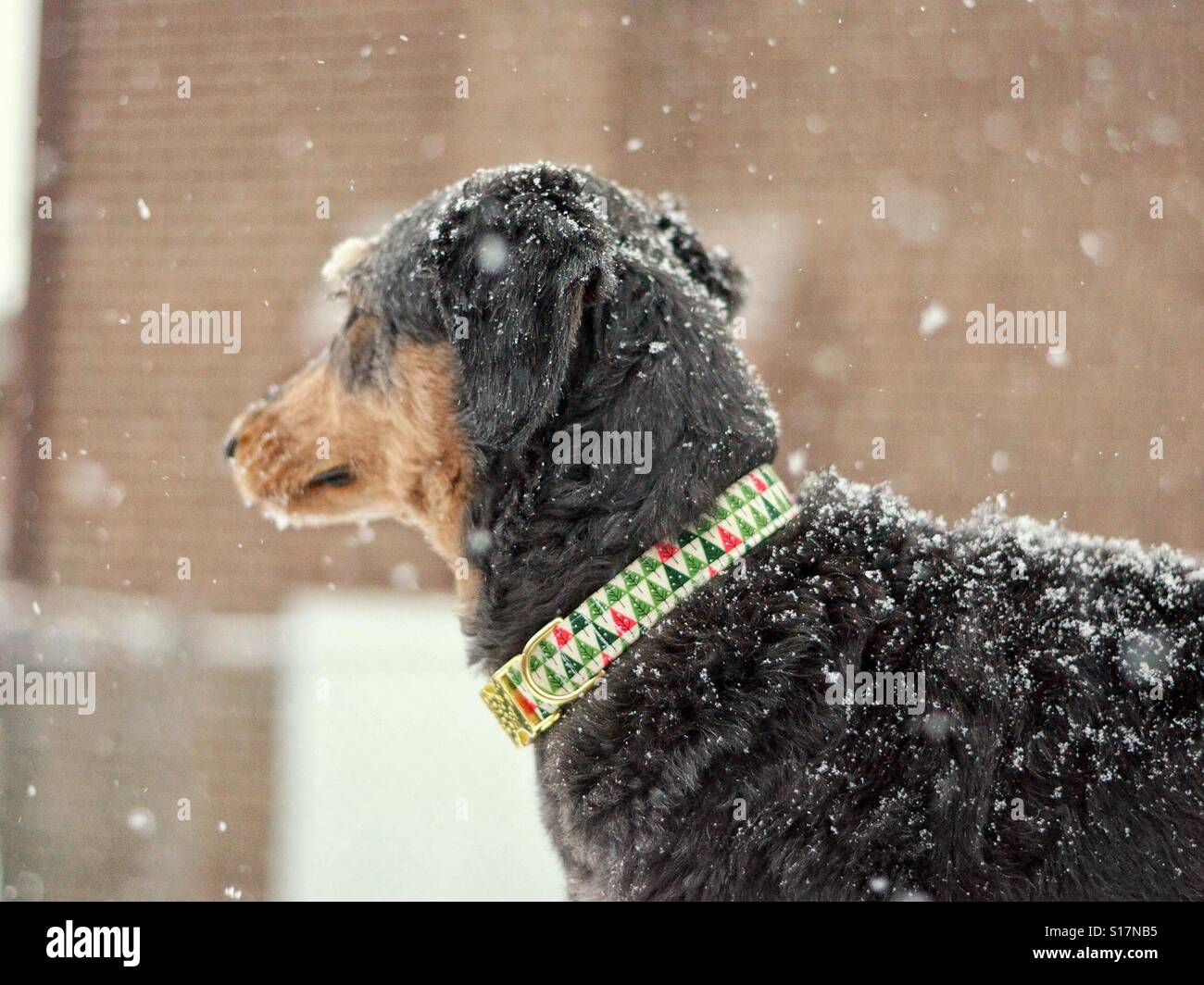 Harsh winter winds hi-res stock photography and images - Alamy