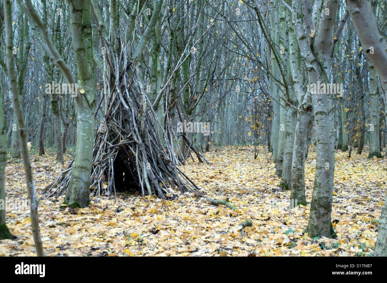Creepy forrest hi-res stock photography and images - Alamy