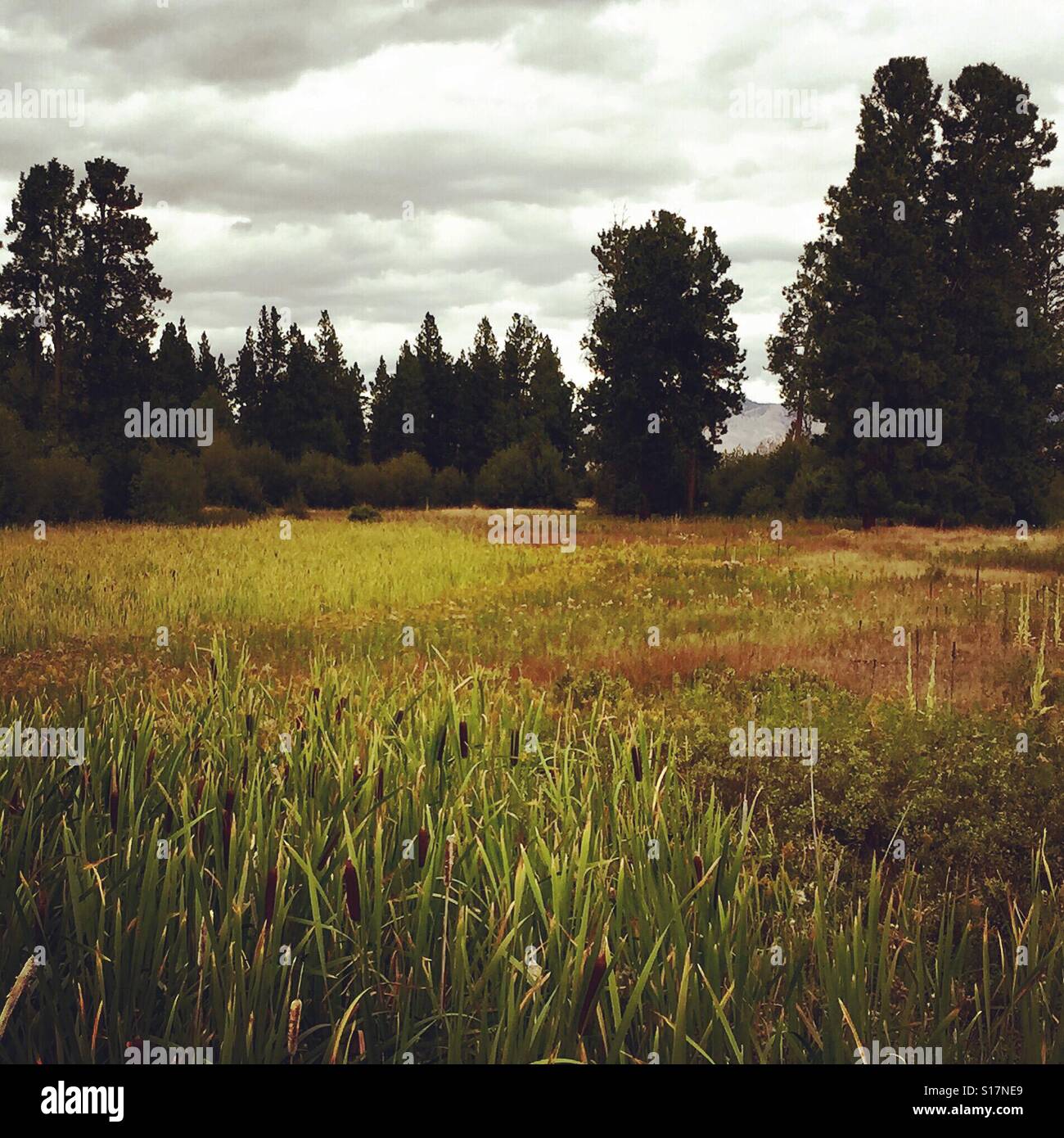 Pine Forest Clearing Stock Photos & Pine Forest Clearing Stock Images ...