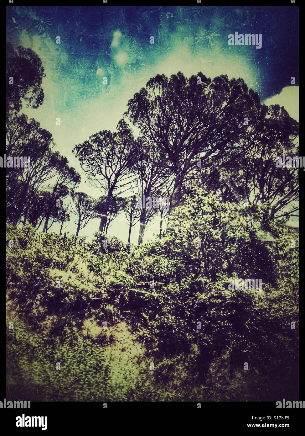 Tall trees, heavy use of filters Stock Photo - Alamy