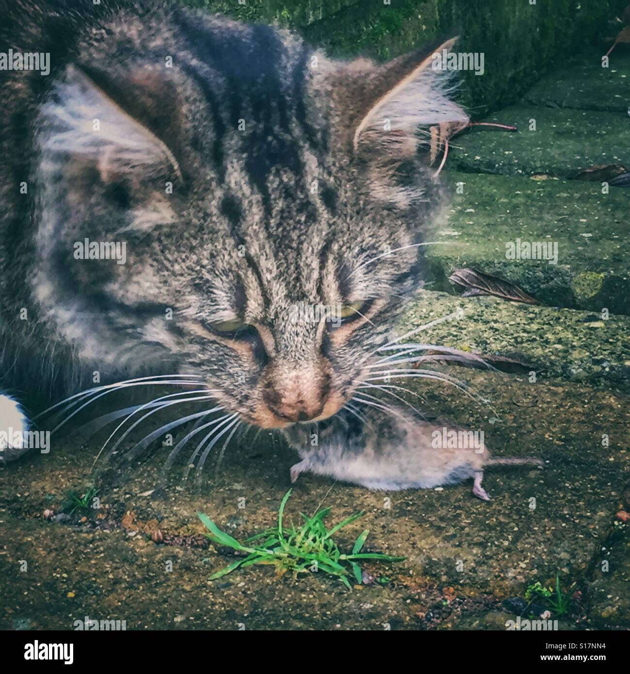 Cat caught a mouse hi-res stock photography and images - Alamy