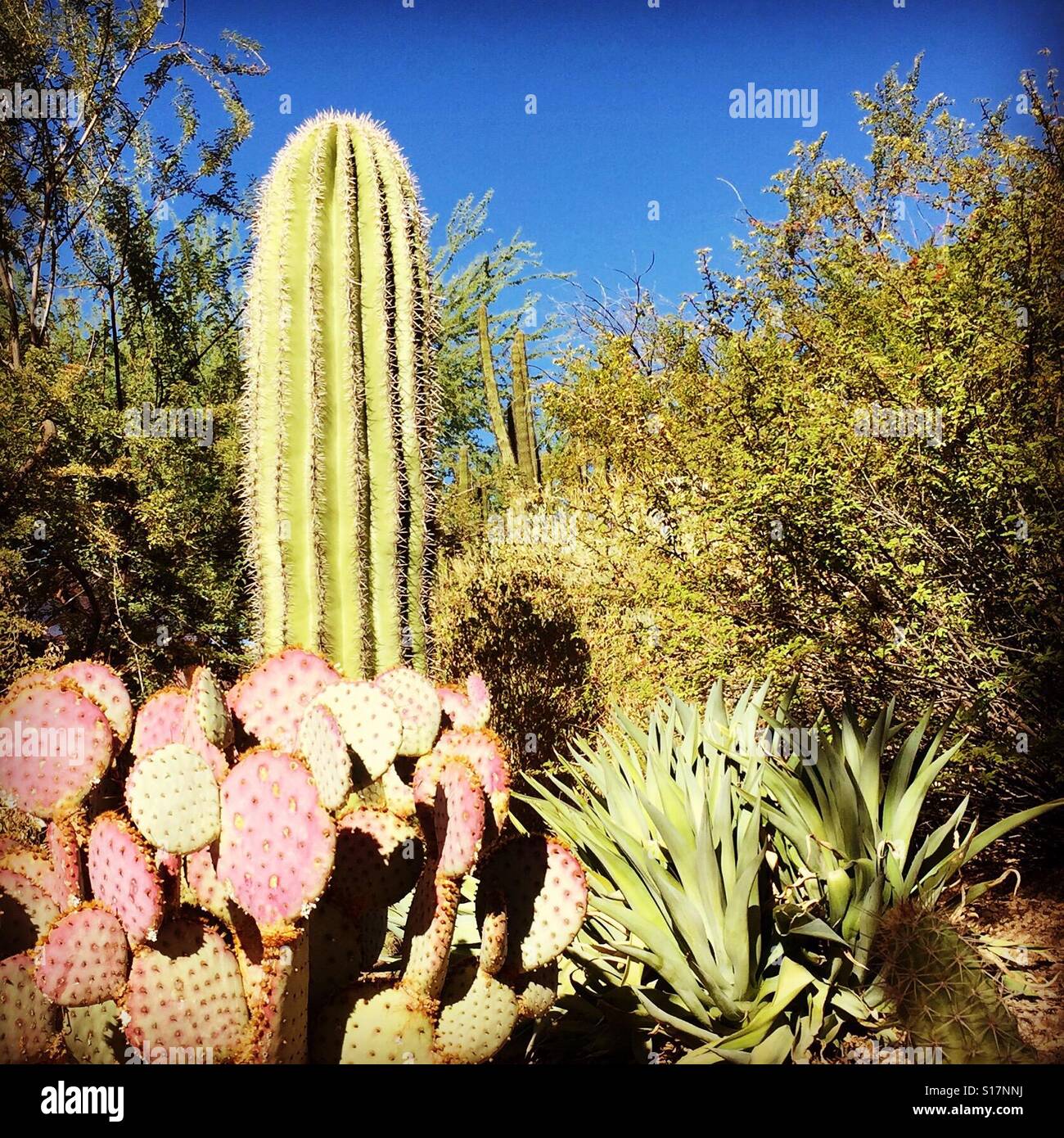 Desert plants hi-res stock photography and images - Alamy