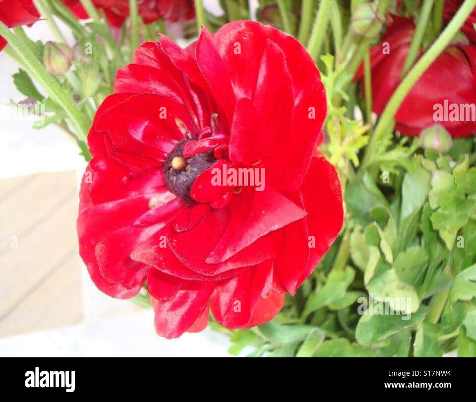 Ranunculus in full bloom hi-res stock photography and images - Alamy