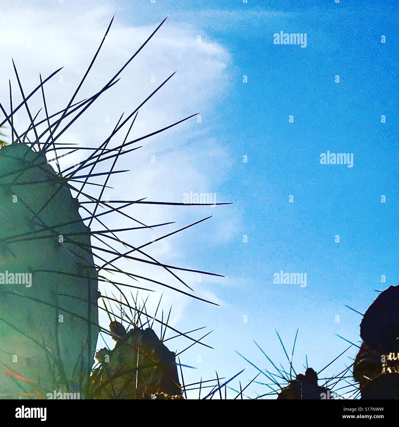 Cactus up close hi-res stock photography and images - Alamy