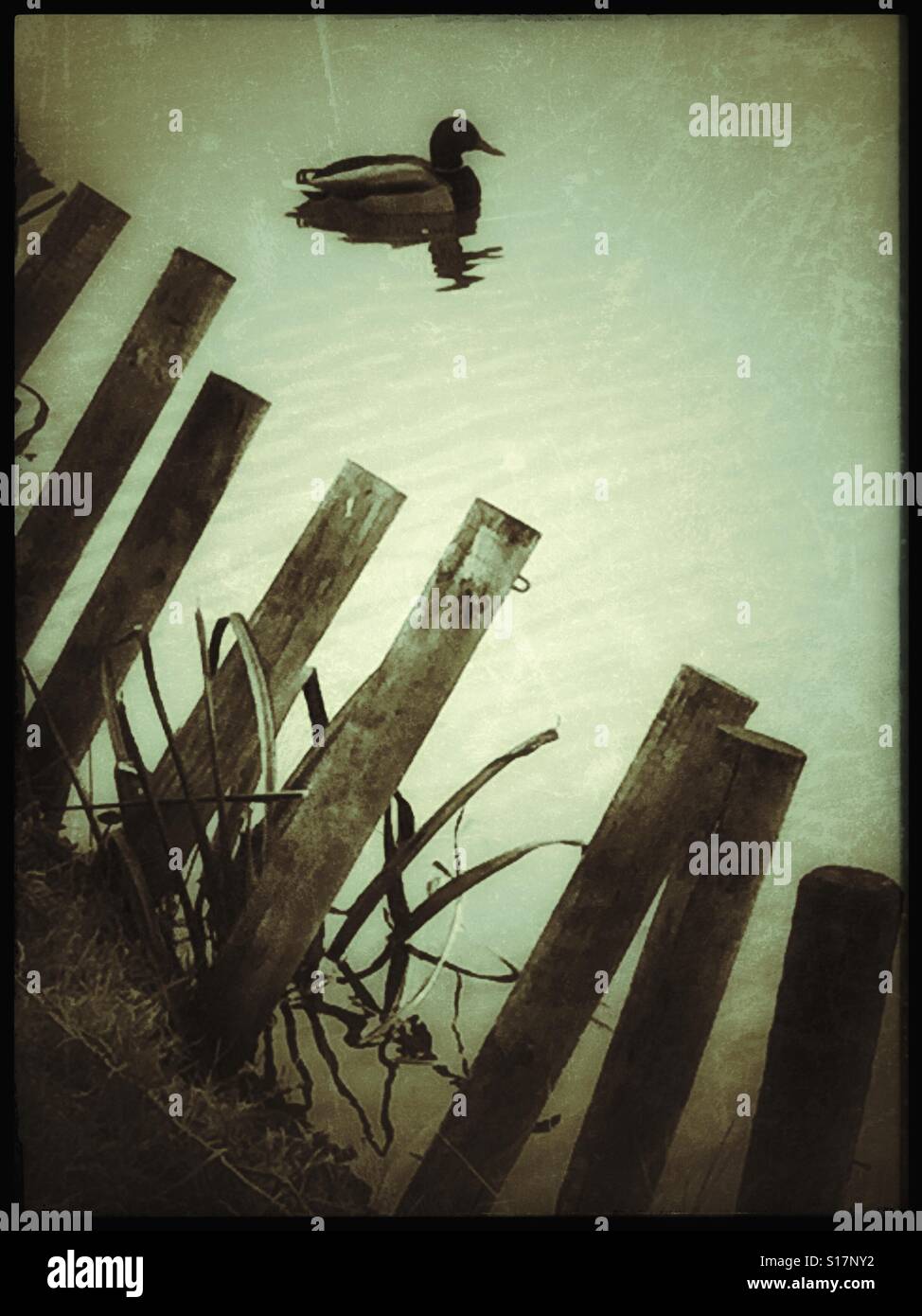 Lone ducks hi-res stock photography and images - Alamy