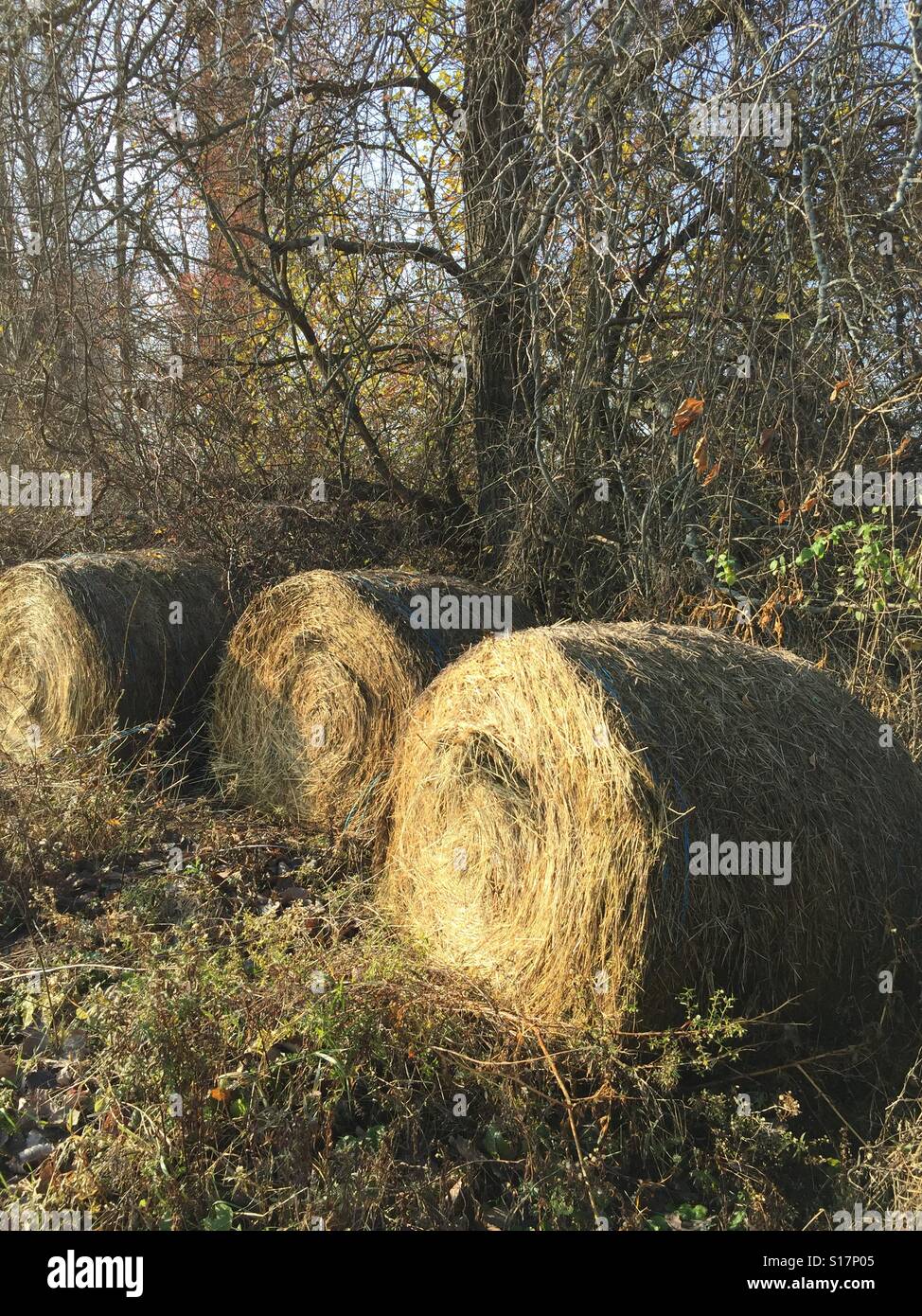 Ready hay for winter Stock Photo - Alamy