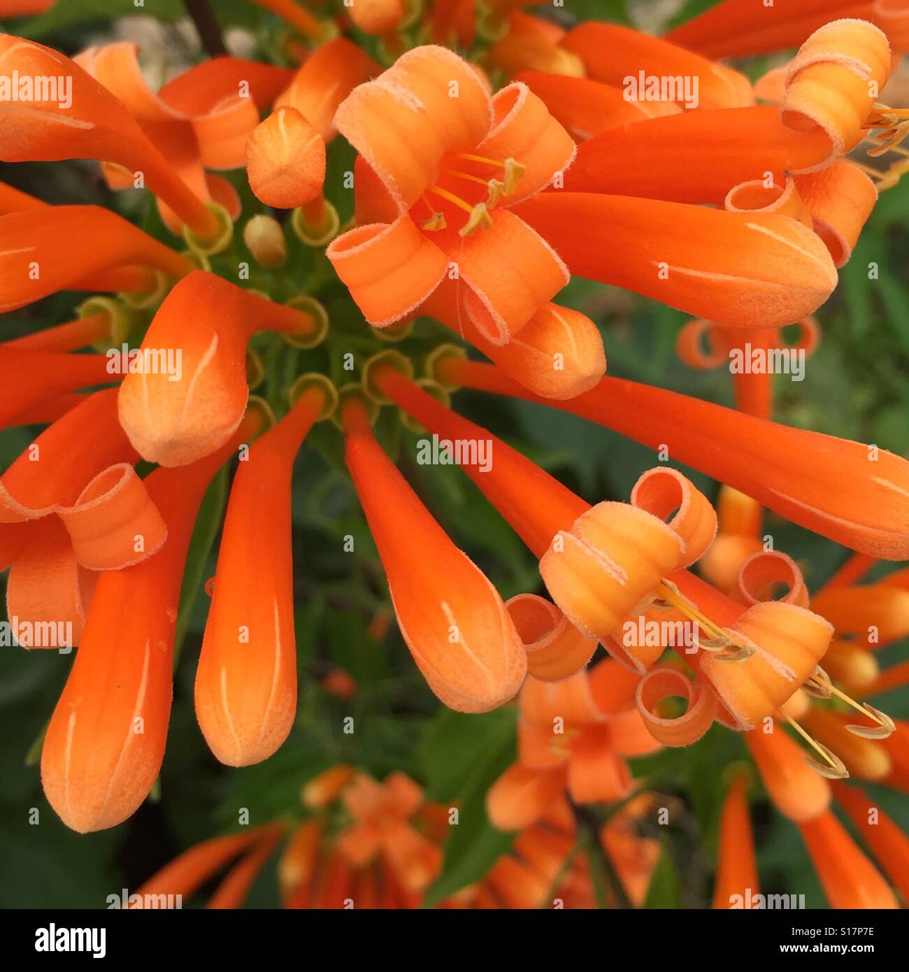 Honeysuckle flowers hi-res stock photography and images - Alamy