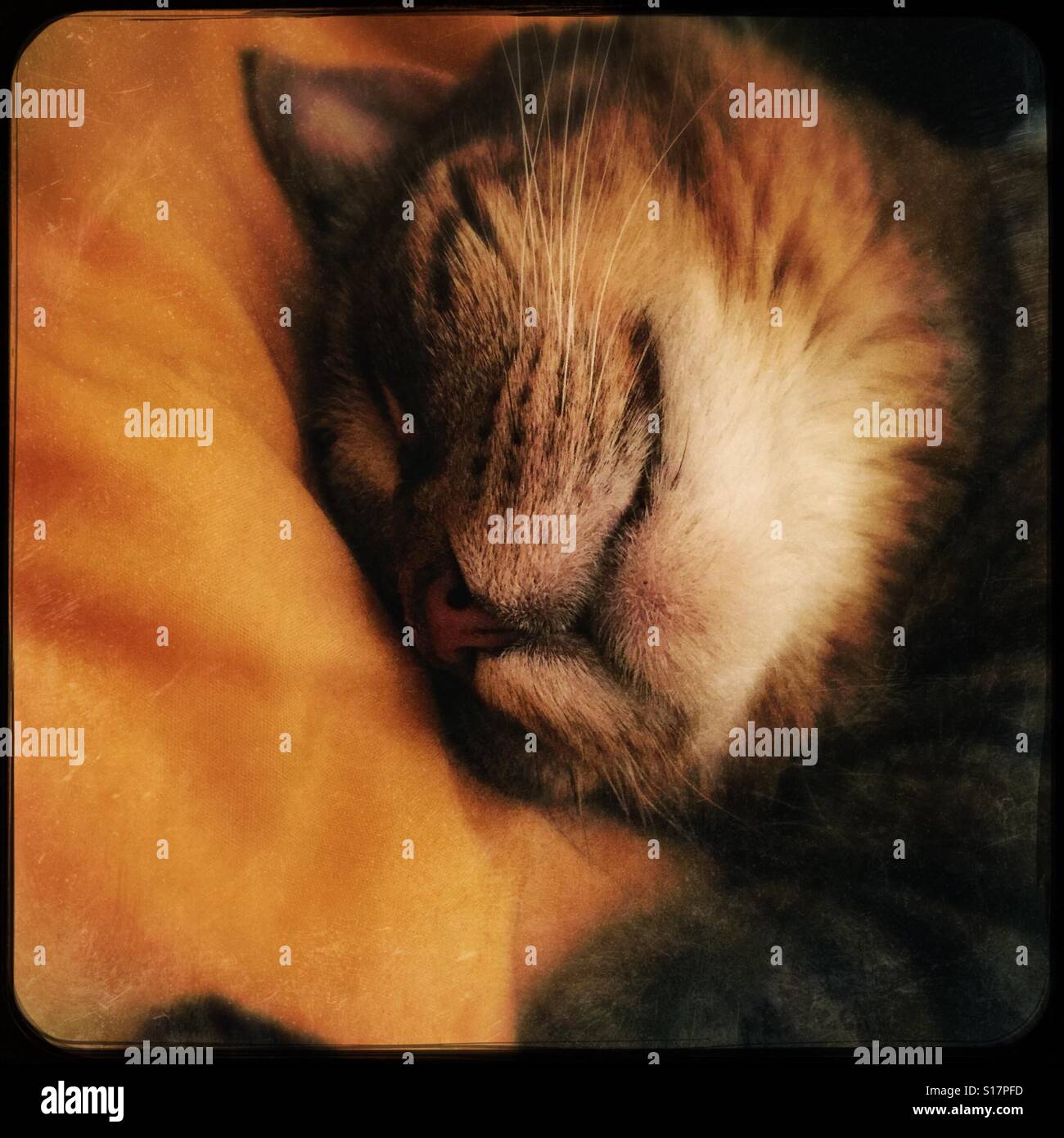 Smiling in sleep hi-res stock photography and images - Alamy