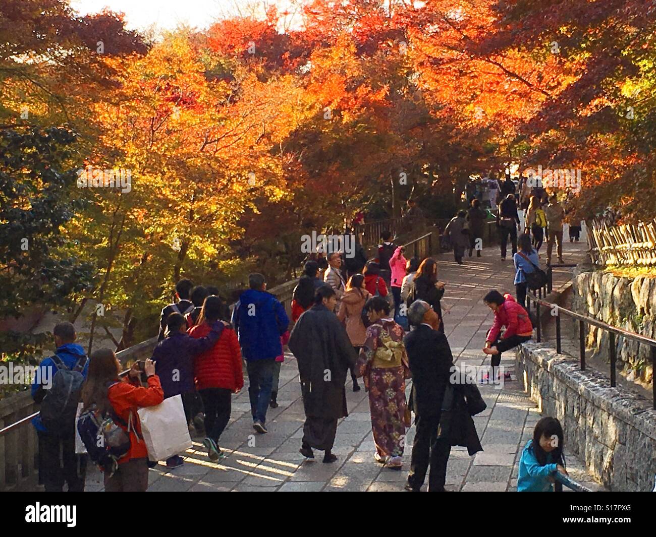Tunnel of maple trees hi-res stock photography and images - Alamy