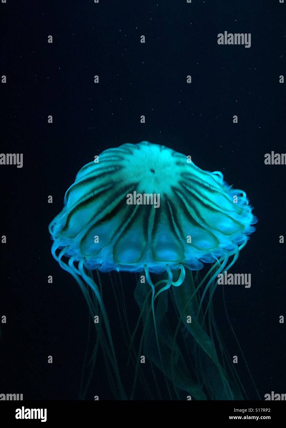 Cute underwater pet hi-res stock photography and images - Alamy