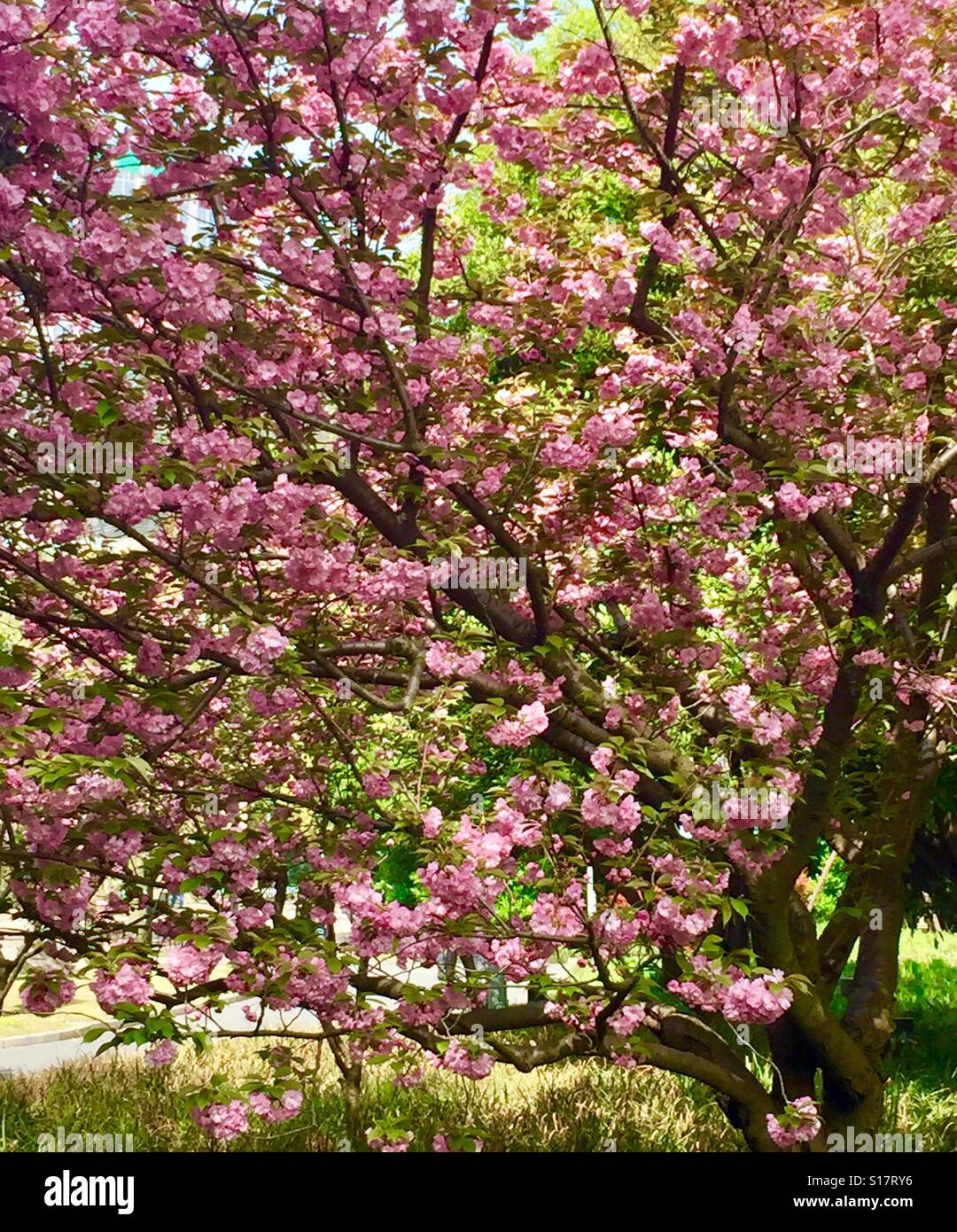 Sakura flowers hi-res stock photography and images - Alamy