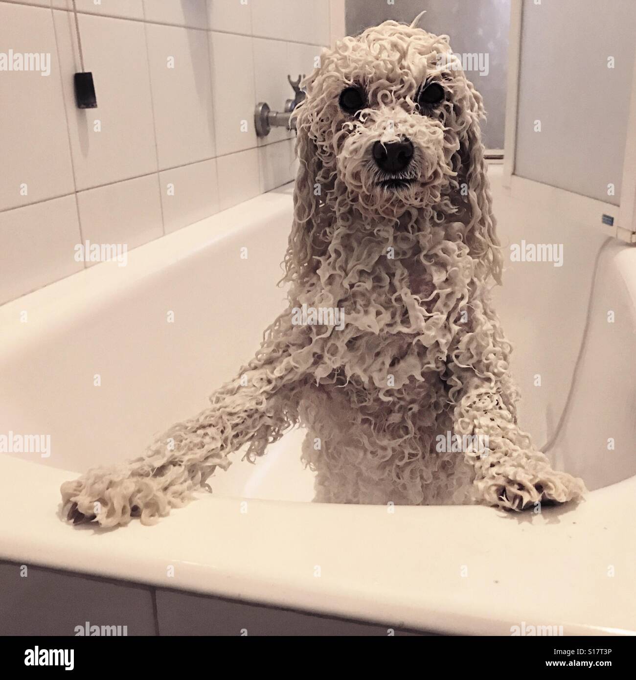 Wet poodle hi-res stock photography and images - Alamy