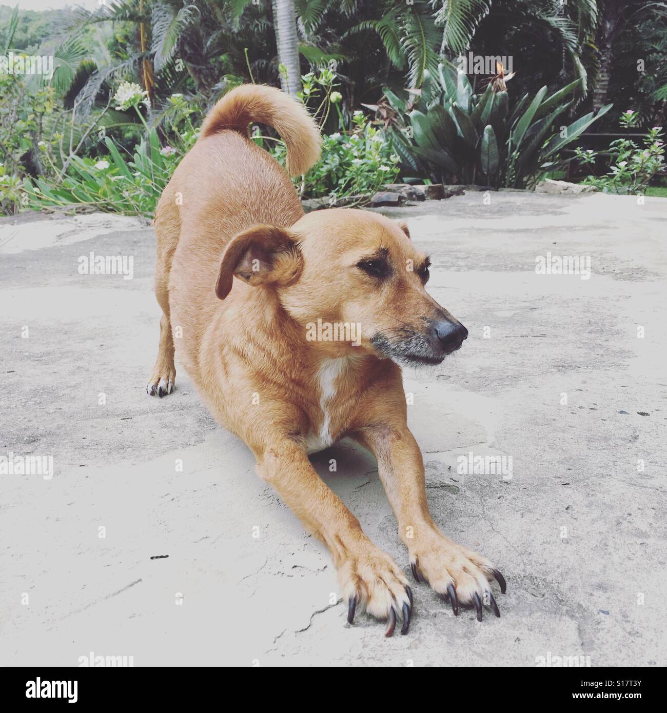 Puppy gog hi-res stock photography and images - Alamy