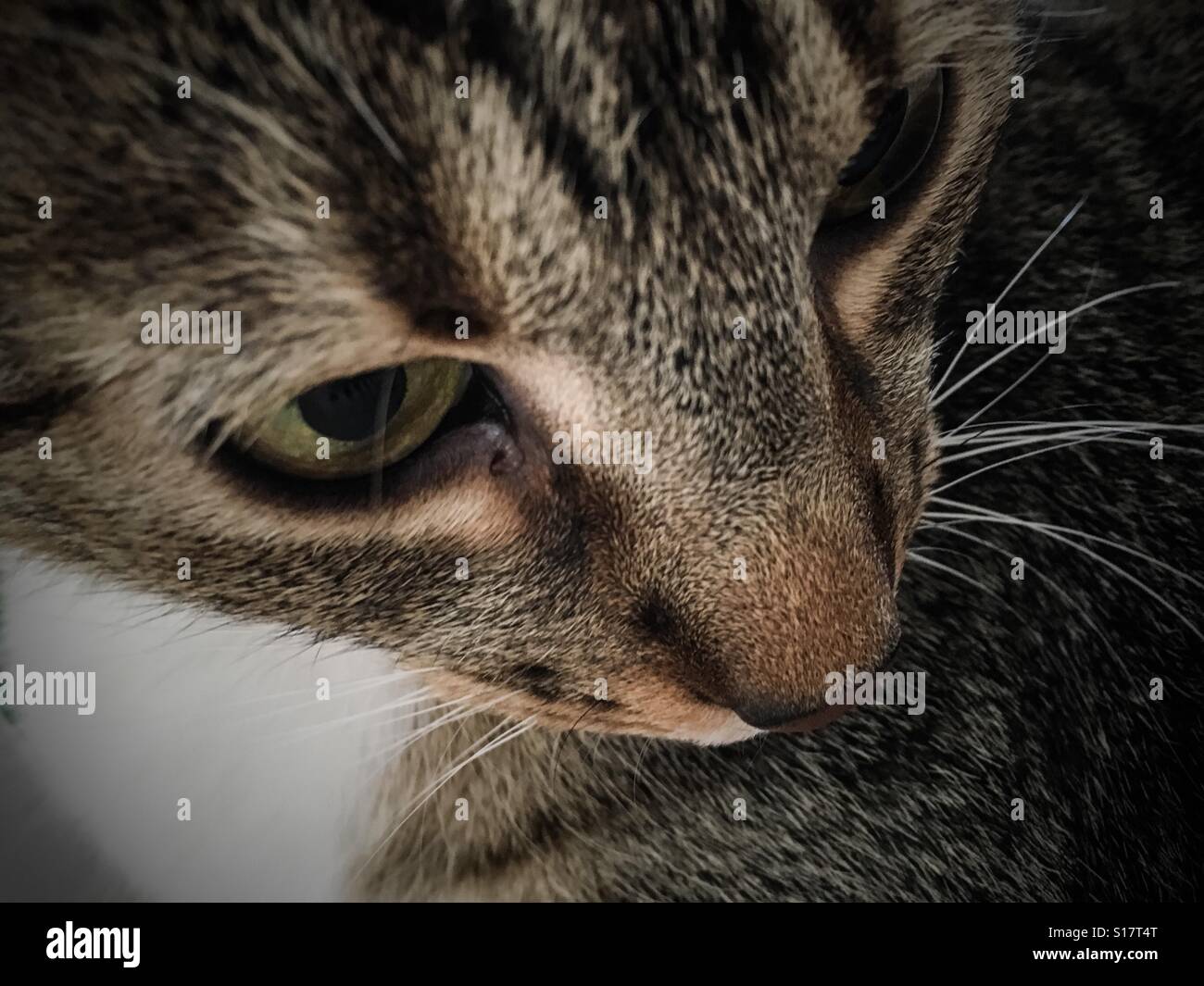 Tabby cat face hi-res stock photography and images - Alamy