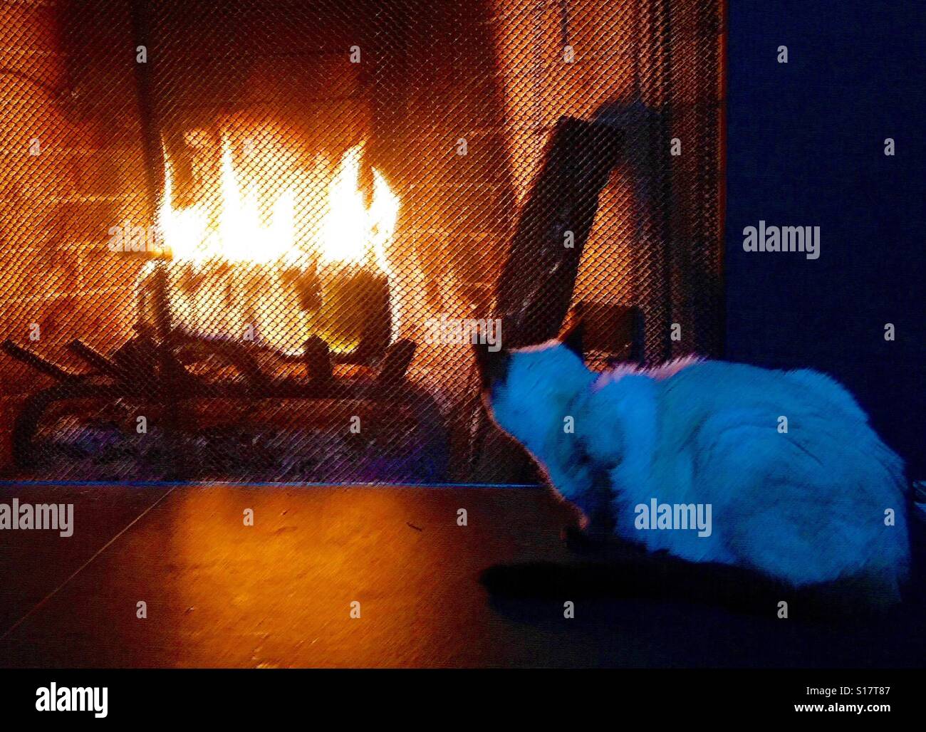 Fire siamese cat hi-res stock photography and images - Alamy