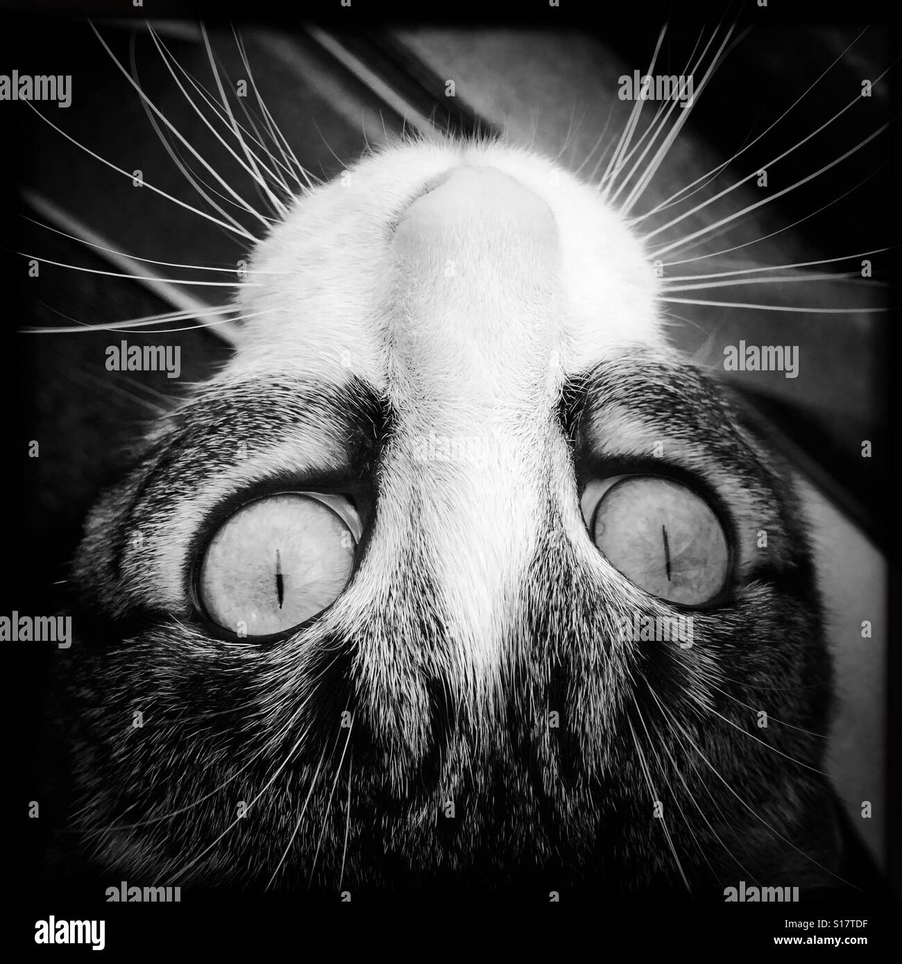 Black cat upside down hi-res stock photography and images - Alamy