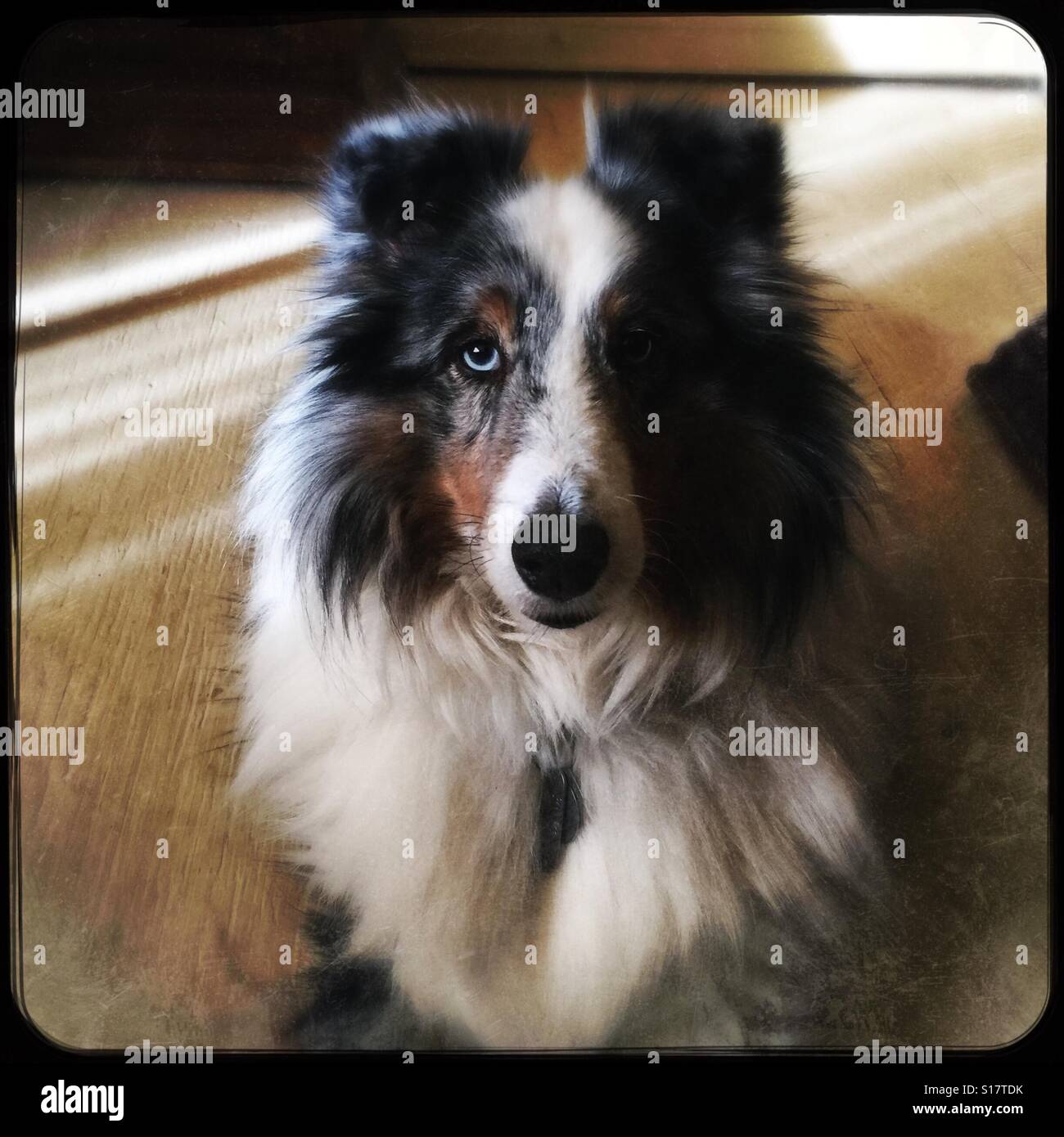 Blue merle shetland sheepdog hi-res stock photography and images - Alamy