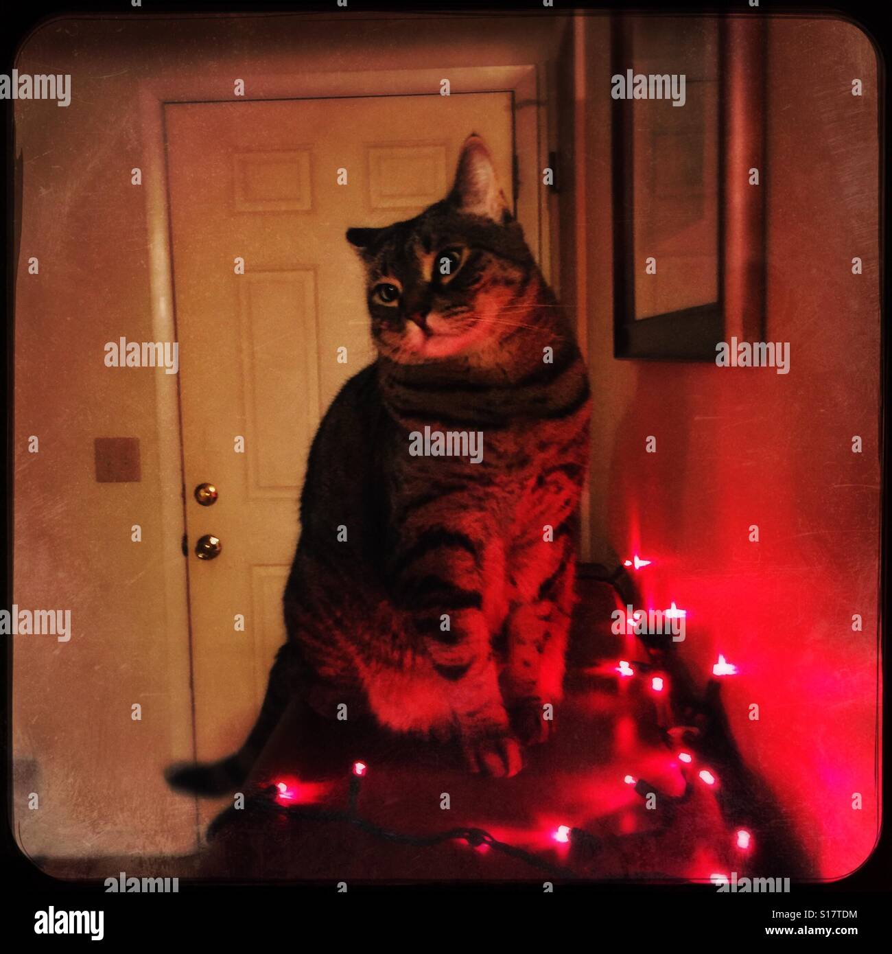 Red light tabby cat Stock Photo - Alamy