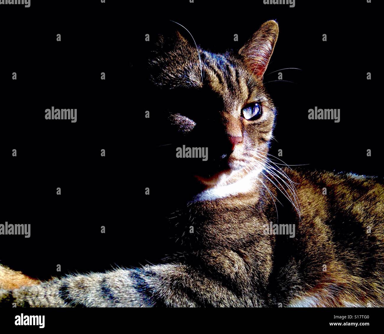 Lounging cat hi-res stock photography and images - Alamy