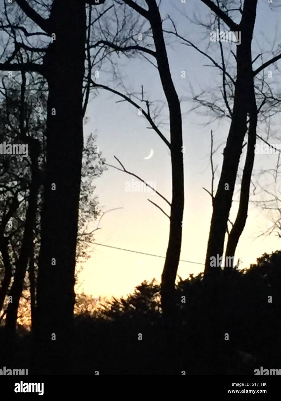 Crescent Moon Trees High Resolution Stock Photography and Images - Alamy