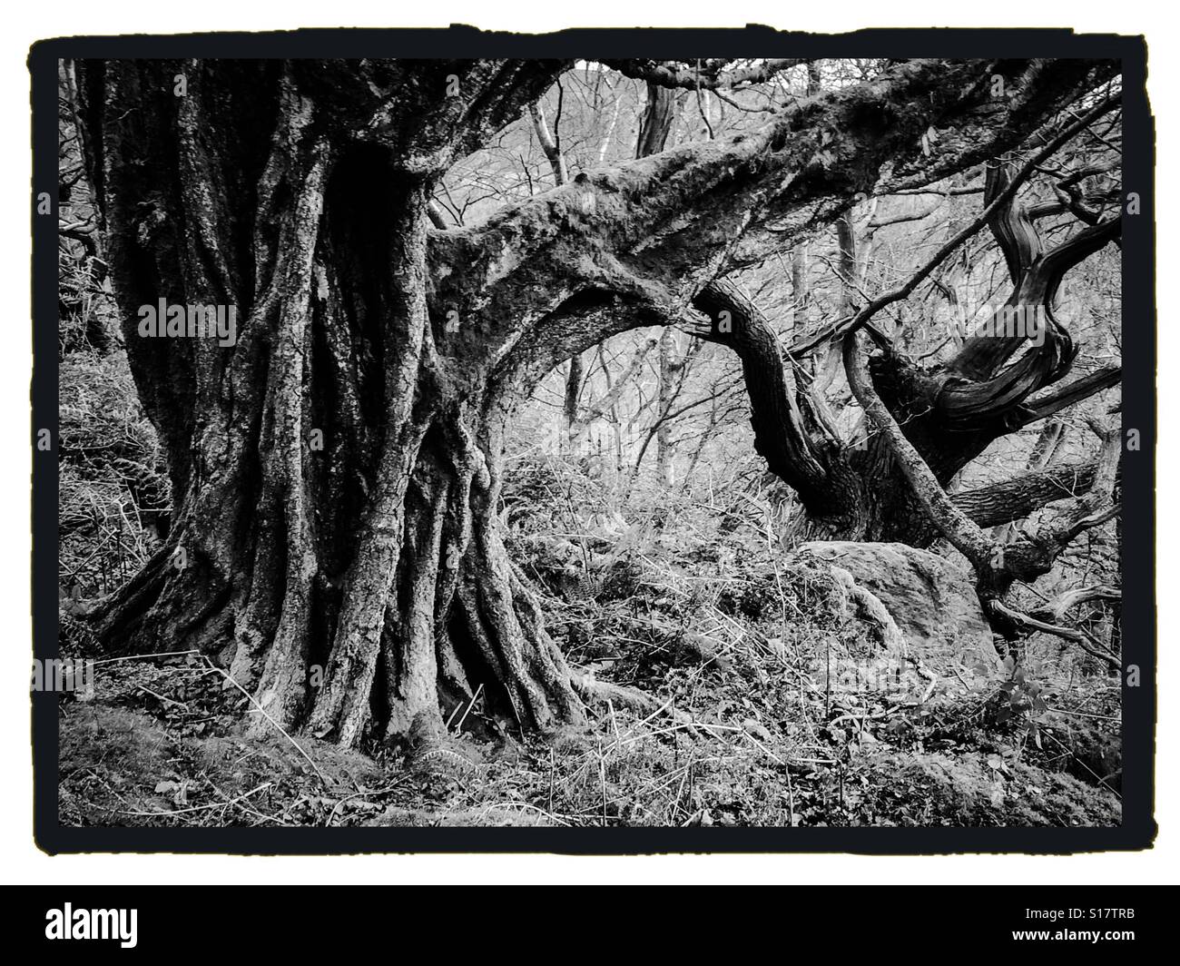 Monochrome image of ancient trees in woodland with gnarled branches ...