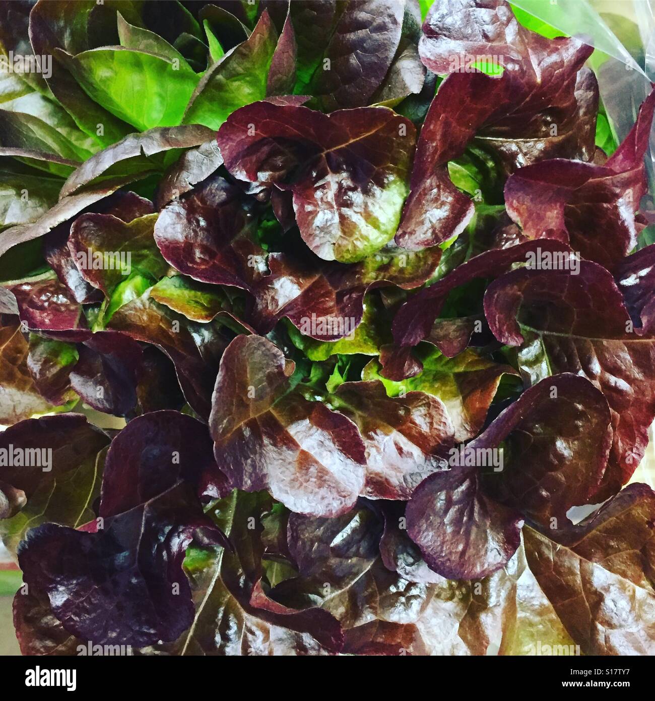 Purple romaine lettuce hi-res stock photography and images - Alamy