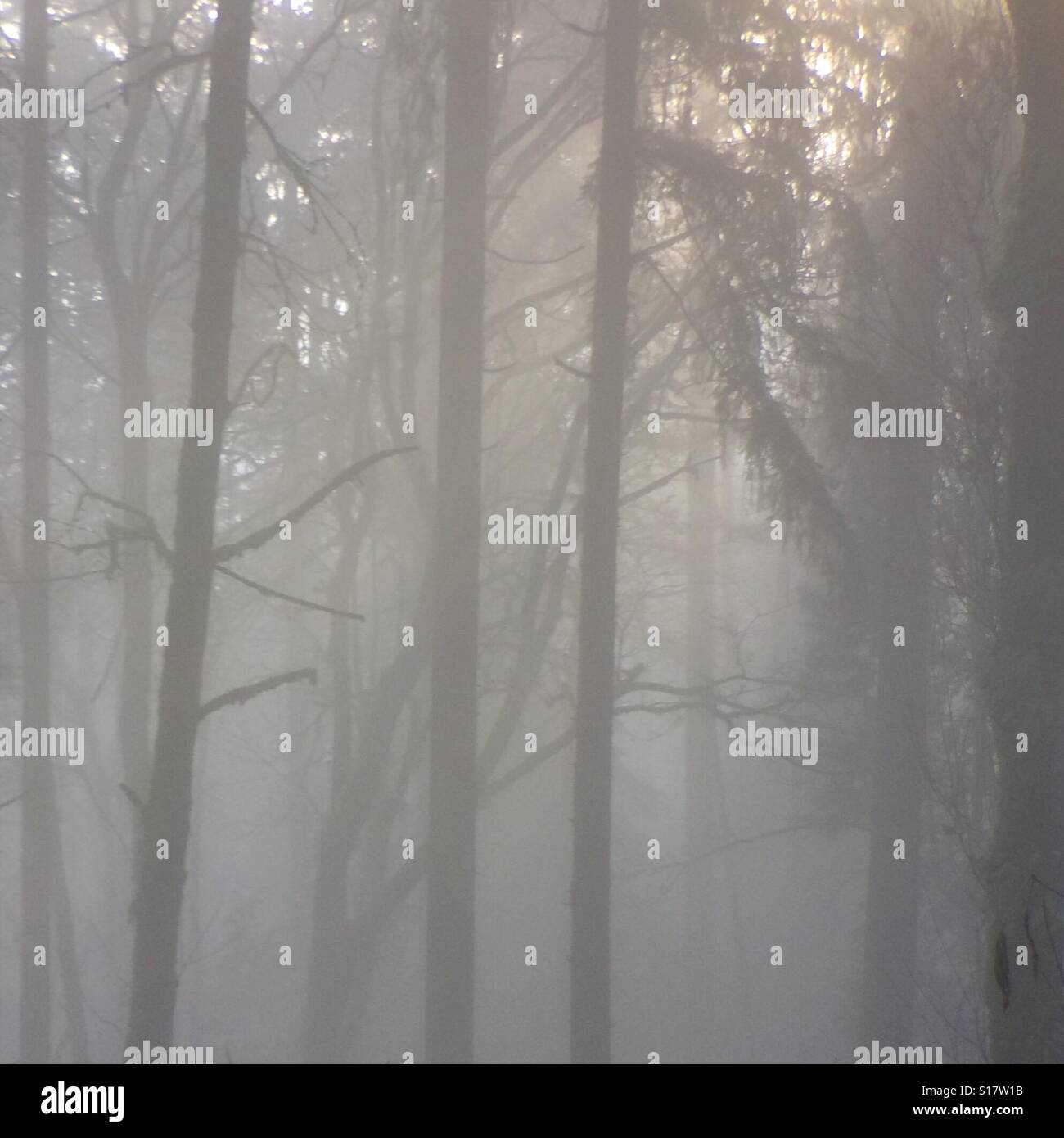 Mist tree trunks hi-res stock photography and images - Alamy
