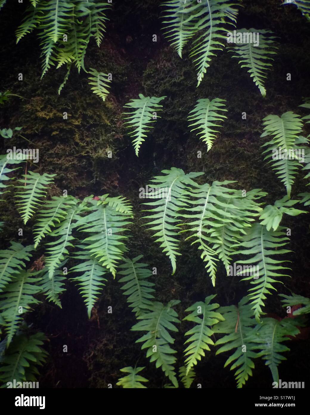 Tree ferns forest hi-res stock photography and images - Alamy