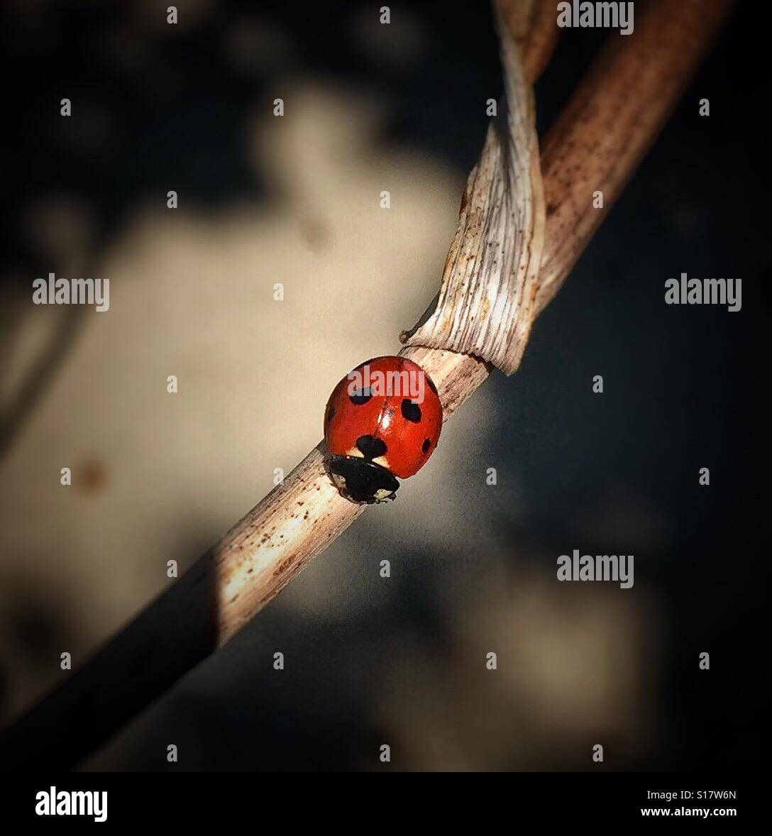 A ladybug on a stick Stock Photo - Alamy