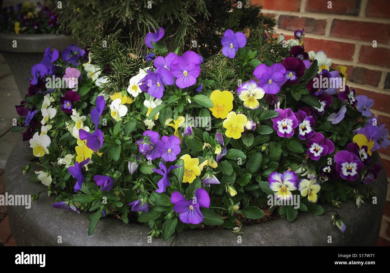 Plants planter hi-res stock photography and images - Alamy