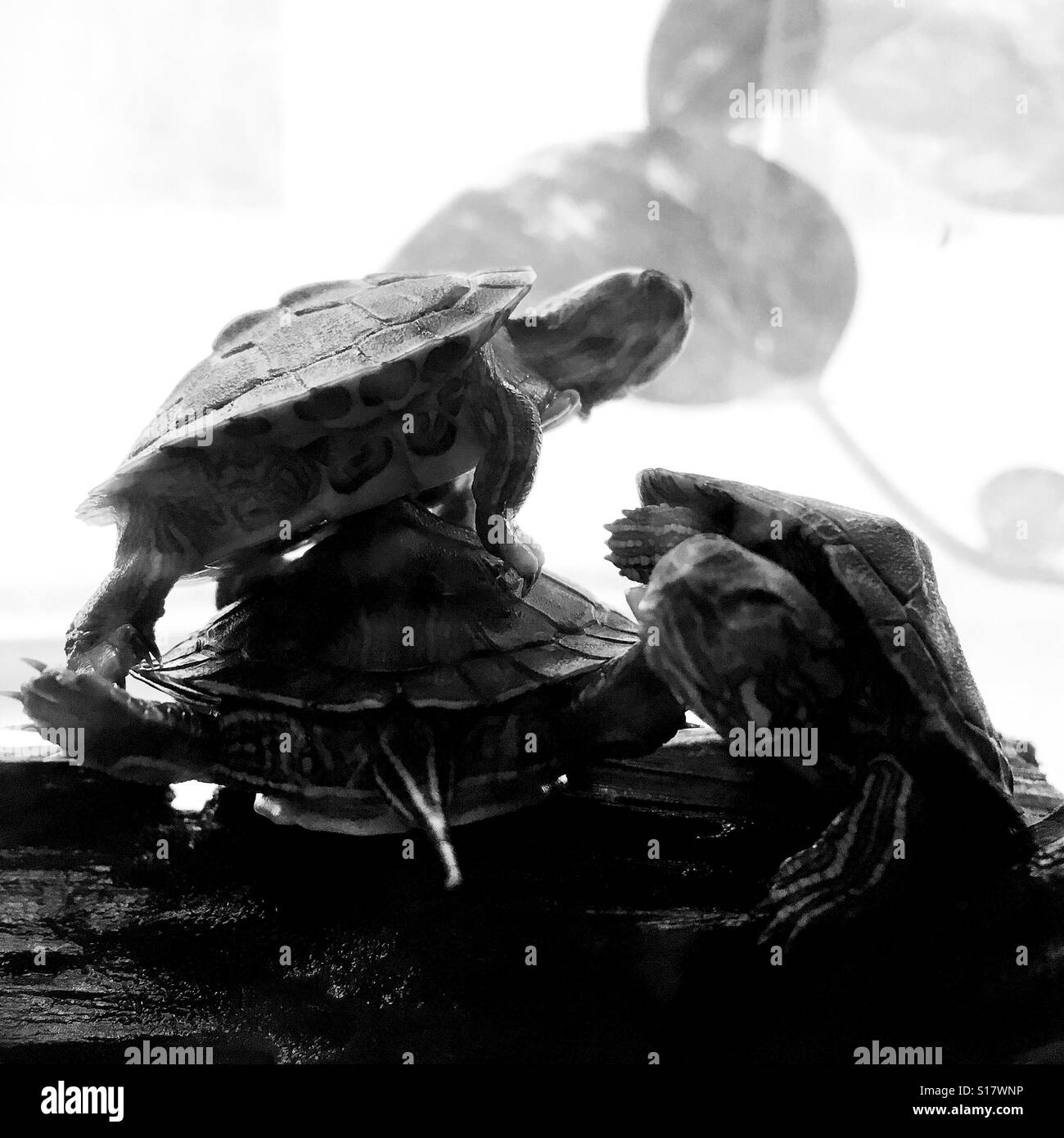 Turtles on top of each other hi-res stock photography and images - Alamy