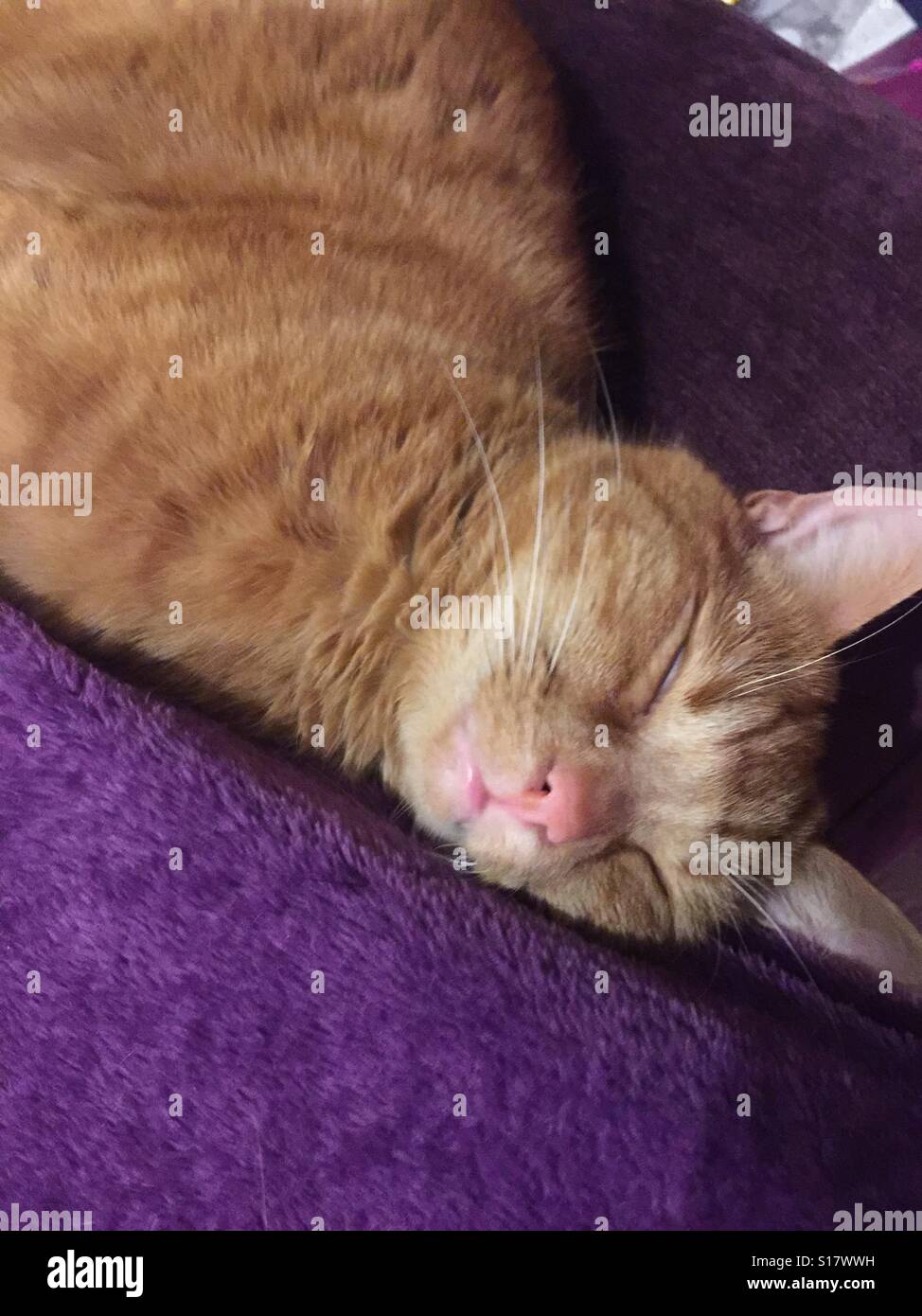 Macavity cat hi-res stock photography and images - Alamy