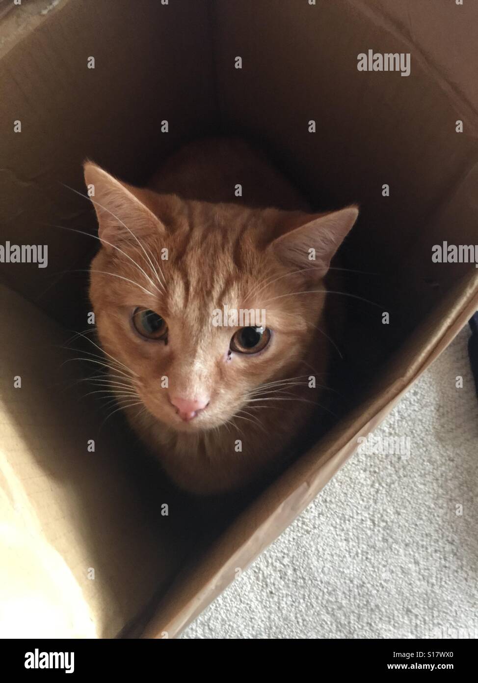 Macavity hi-res stock photography and images - Alamy
