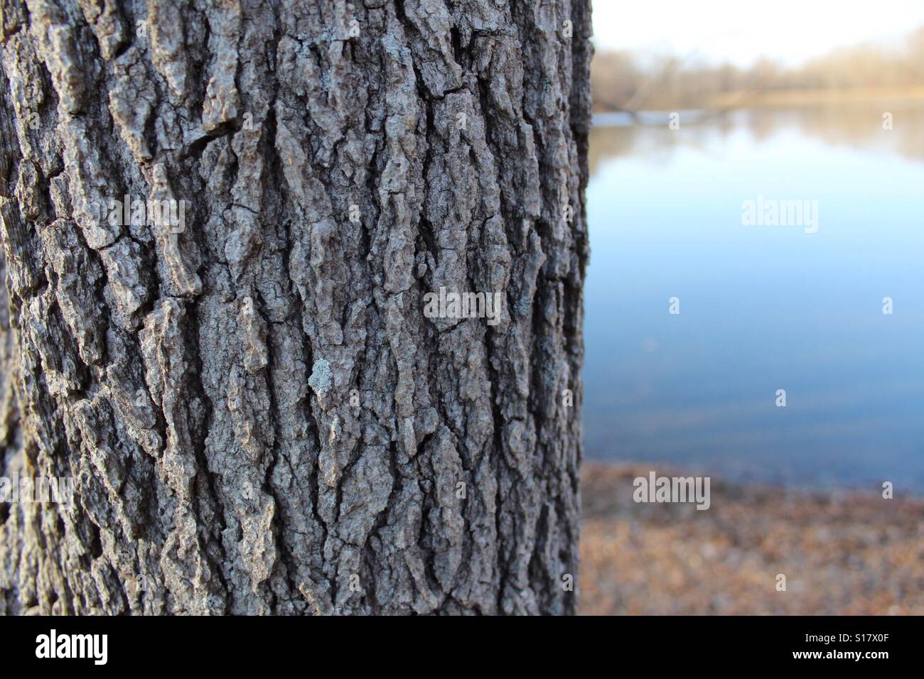 Bark up the wrong tree hi-res stock photography and images - Alamy